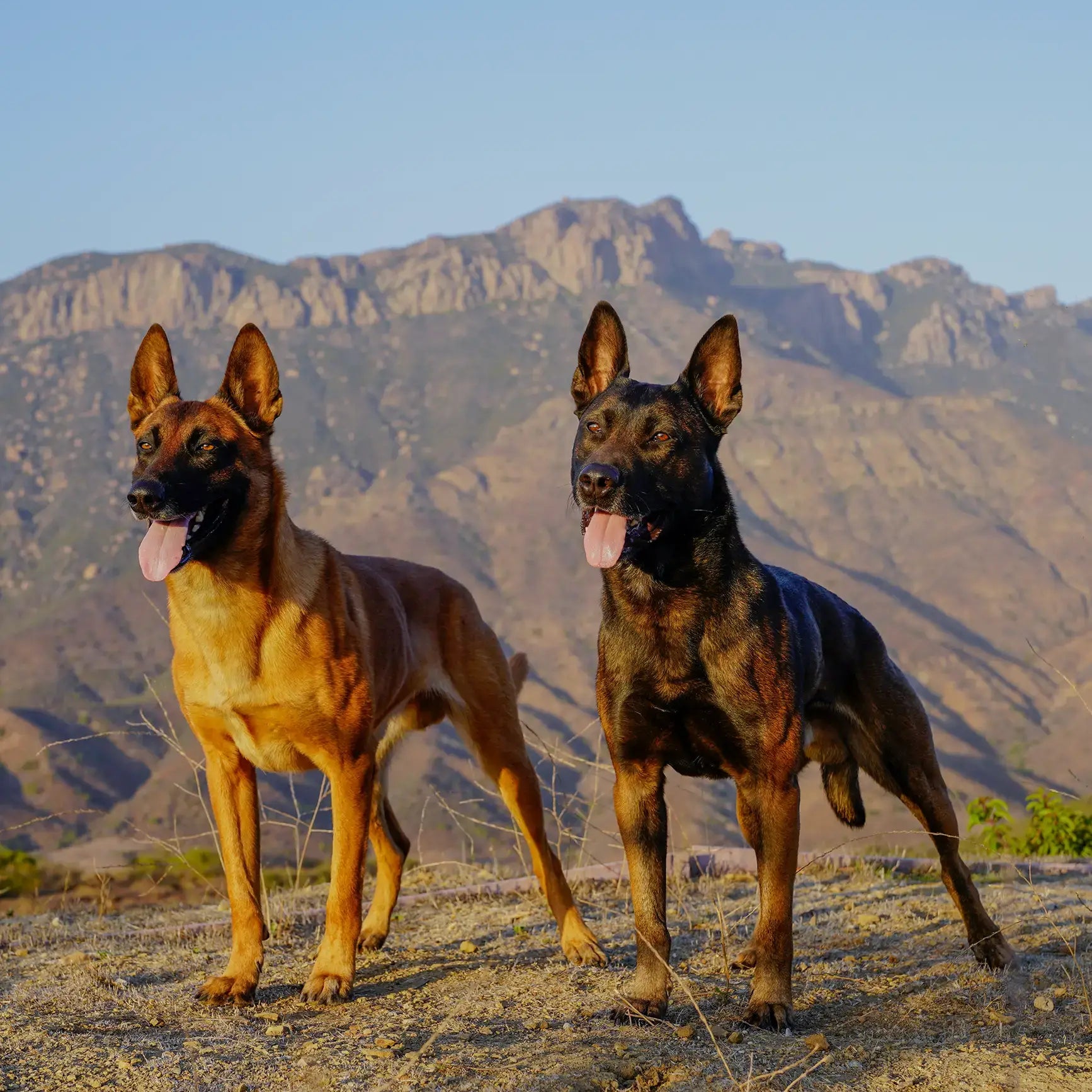 Dog Training
